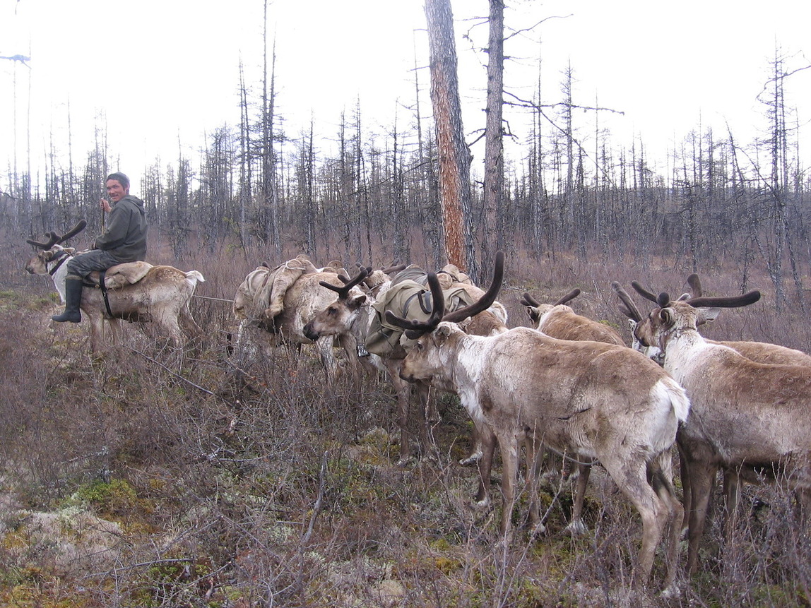 Indigenous Russia @ NAISA 2020